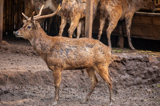 "Javan Rusa" Imagens – Procure 735 fotos, vetores e vídeos | Adobe Stock