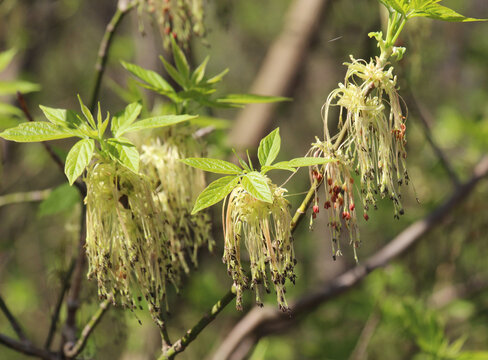 Eschenbaum-Bilder: Stock-Fotos & -Videos. | Adobe Stock