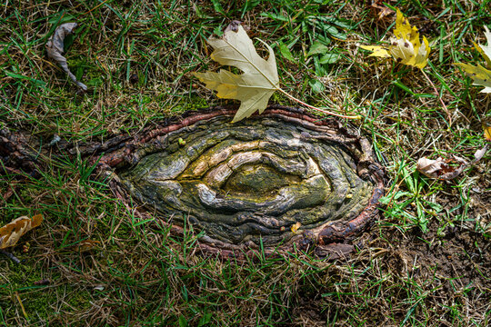 "Dame Nature" Images – Browse 467 Stock Photos, Vectors, and Video ...