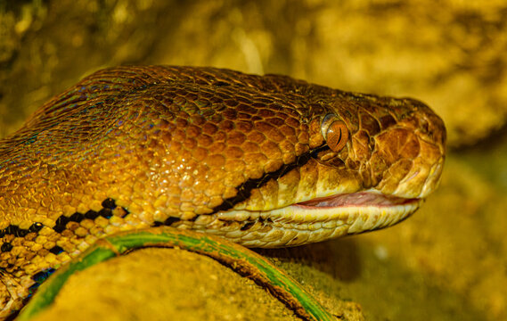 Python 이미지 – 찾아보기 153,479 스톡 사진, 벡터 및 비디오 | Adobe Stock