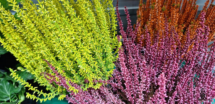 "Erica - Images et vidéos libres de droits | Adobe Stock