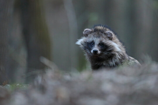 "Asiatic Raccoon" Images – Browse 8,034 Stock Photos, Vectors, and ...