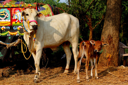 Indicine Cattle"」の写真素材 | 7,865件の無料イラスト画像 | Adobe Stock