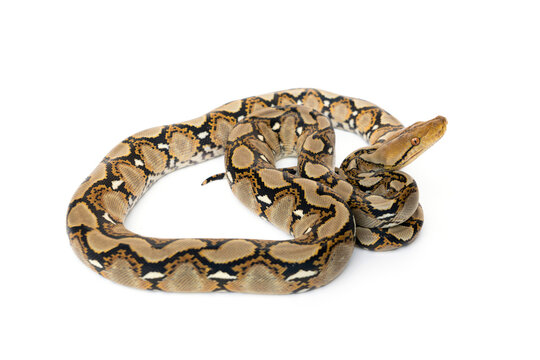 "Asiatic Reticulated Python" Images – Browse 2,333 Stock Photos ...