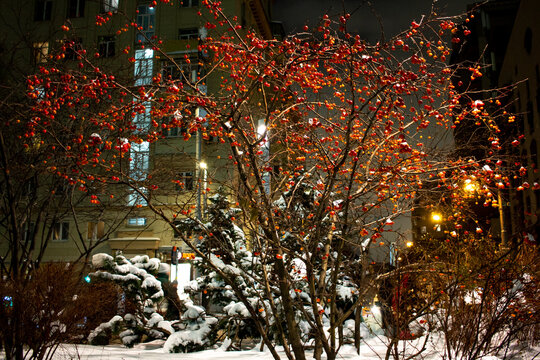 "Christmas Time" Images – Browse 140,332 Stock Photos, Vectors, and ...