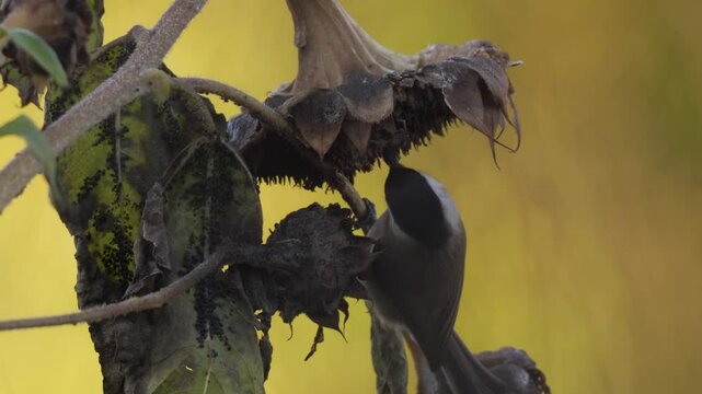 Nonet Images – Browse 216 Stock Photos, Vectors, and Video | Adobe Stock