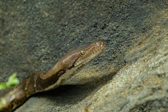 "Asiatic Reticulated Python" Images – Browse 2,333 Stock Photos ...