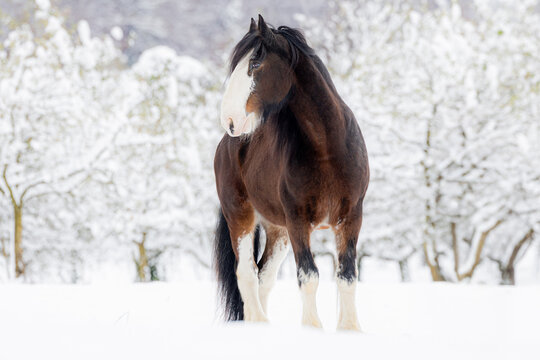 "Shire Horse" Images – Browse 9,019 Stock Photos, Vectors, and Video ...