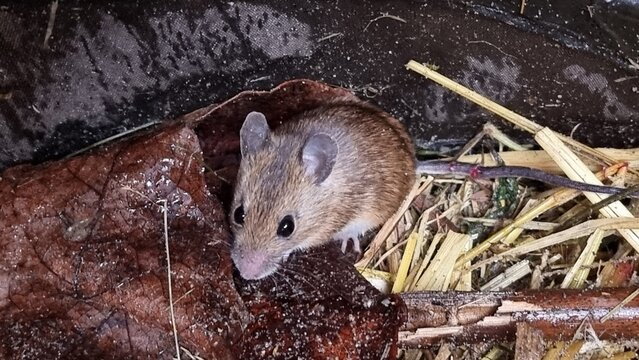 "Common House Mouse" Images – Browse 6,058 Stock Photos, Vectors, and ...