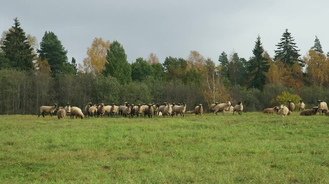 1500*.2= Stock Videos – 1 HD & 4K Footage Clips | Adobe Stock