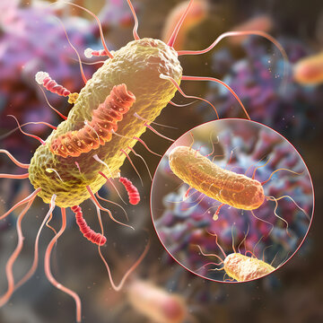 "Typhoid Fever" Images – Browse 2,581 Stock Photos, Vectors, and Video ...