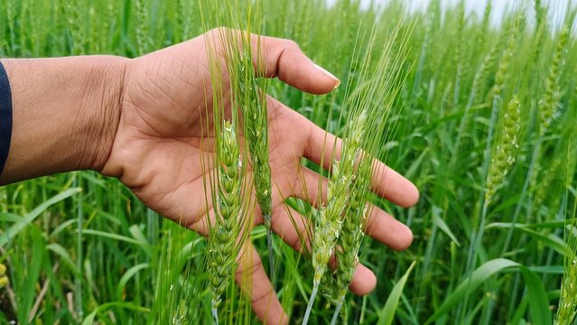 Wheatfield Hand Images – Browse 38,088 Stock Photos, Vectors, and Video ...