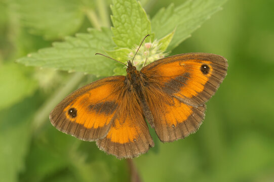 Gatekeeper Images – Browse 5,105 Stock Photos, Vectors, and Video ...