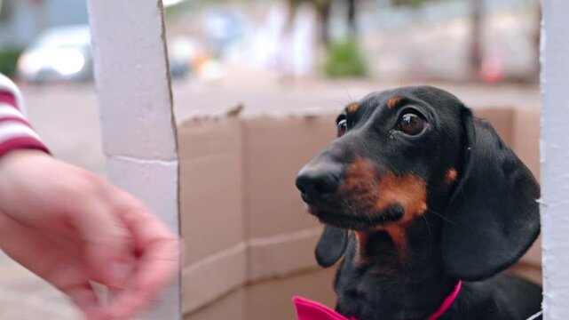 รูปภาพPleadingly – เลือกดูภาพถ่ายสต็อก เวกเตอร์ และวิดีโอ844 | Adobe Stock