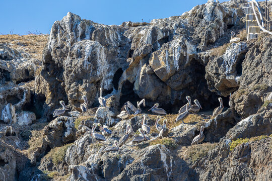 "Bird Rocks" Images – Browse 1,281 Stock Photos, Vectors, and Video ...