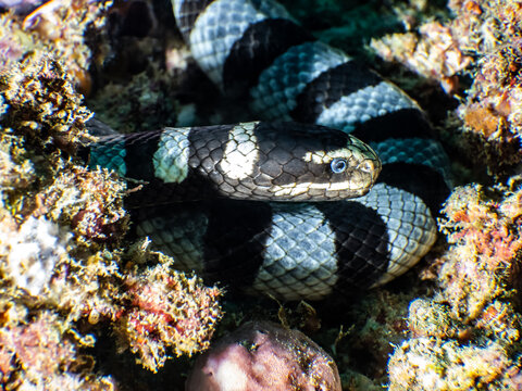 "Sea Krait" Images – Browse 786 Stock Photos, Vectors, and Video ...