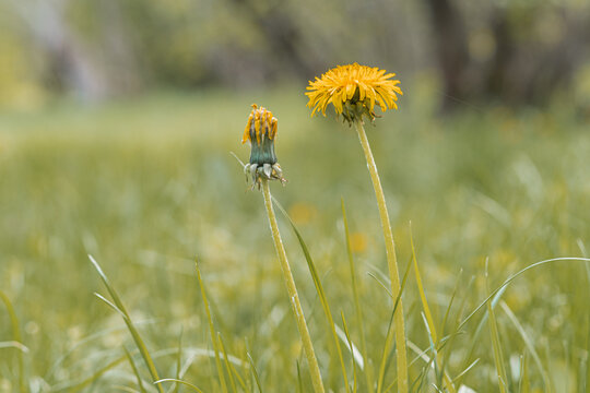 "Seed Dispersal" Images – Browse 4,992 Stock Photos, Vectors, and Video ...