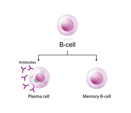 "B Cell" Images – Browse 2,916 Stock Photos, Vectors, and Video | Adobe ...