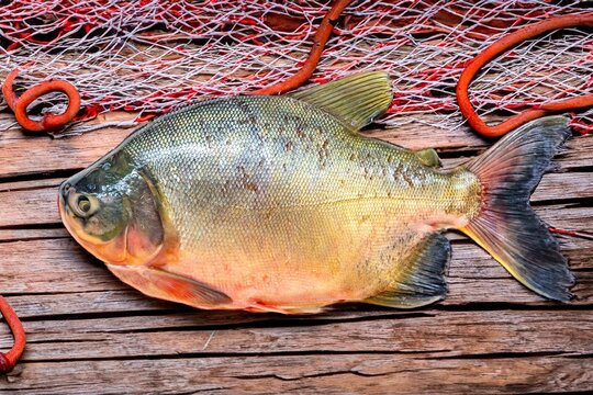 Pacu Fish In The Philippines