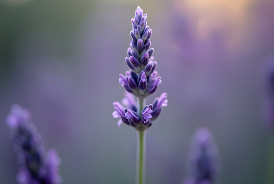 Lavender Flower Close Up