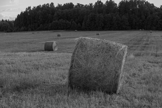 "Bale Of Hay" Images – Browse 1,612 Stock Photos, Vectors, and Video ...