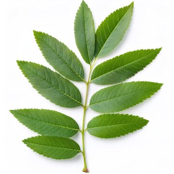 Eschenbaum-Bilder: Stock-Fotos & -Videos. | Adobe Stock