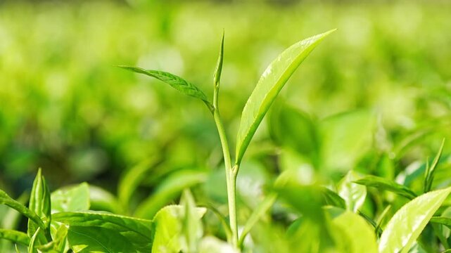 "Assam Tea" Images – Browse 1,520 Stock Photos, Vectors, and Video ...