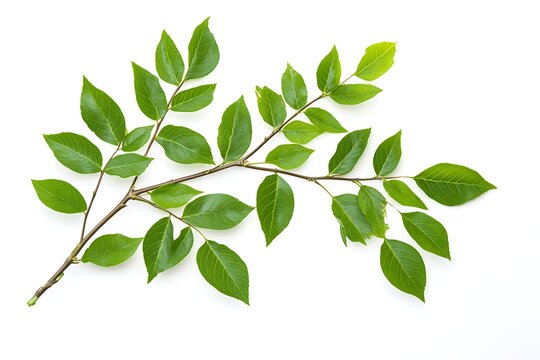 Eschenbaum-Bilder: Stock-Fotos & -Videos. | Adobe Stock