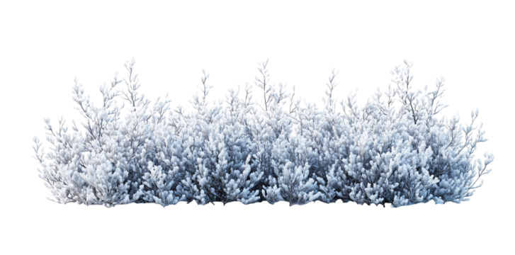 Frosted Shrubs PNGs – Transparent Background Images | PikWizard