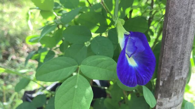 "Bunga Telang" Images – Browse 167 Stock Photos, Vectors, and Video ...