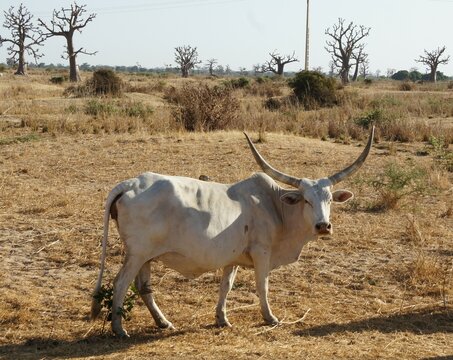 Indicine Cattle"」の写真素材 | 7,865件の無料イラスト画像 | Adobe Stock