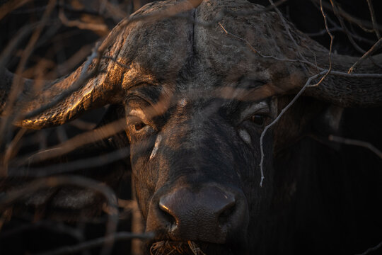 "Water Ox" Images – Browse 28,409 Stock Photos, Vectors, and Video ...