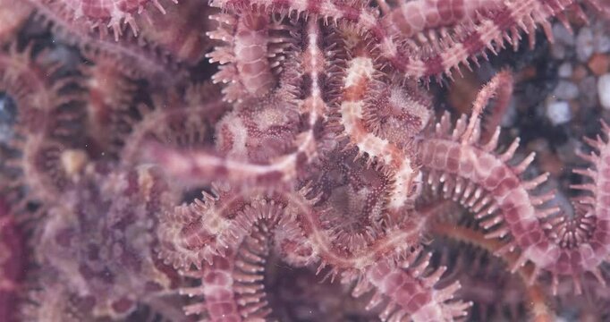 Ophiuroidea Imagens – Procure 1,376 fotos, vetores e vídeos | Adobe Stock
