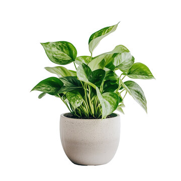 MicroTee photos, images, assets | Adobe Stock