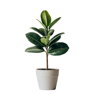 MicroTee photos, images, assets | Adobe Stock