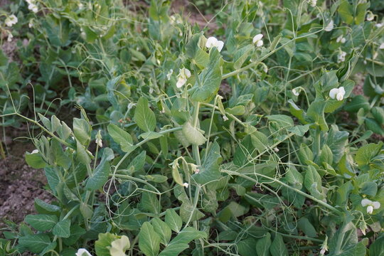 "Austrian Winter Pea" Images – Browse 3,773 Stock Photos, Vectors, and ...