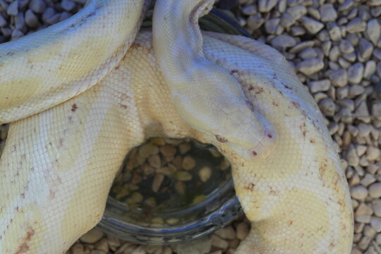 "Asiatic Reticulated Python" Images – Browse 2,333 Stock Photos ...