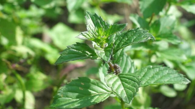 "Mint Bush" Images – Browse 631 Stock Photos, Vectors, and Video ...