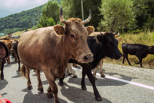 "Herd Of Cows" Images – Browse 4,782 Stock Photos, Vectors, and Video ...