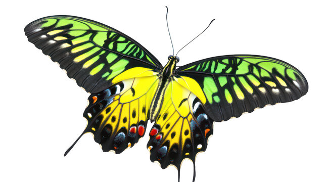 "Birdwing Butterfly" Images – Browse 1,202 Stock Photos, Vectors, and ...