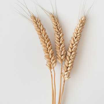 MicroTee photos, images, assets | Adobe Stock