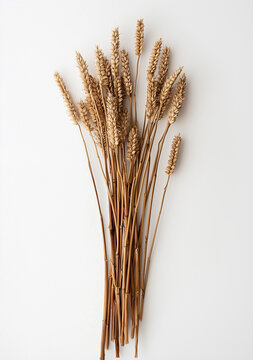 MicroTee photos, images, assets | Adobe Stock