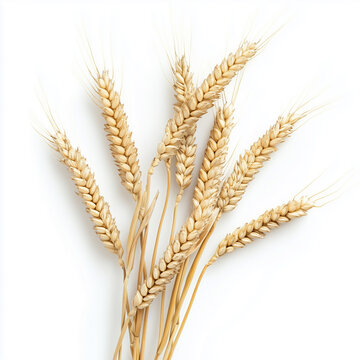 MicroTee photos, images, assets | Adobe Stock