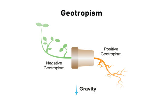 Gravitropism Diagram Clip Art