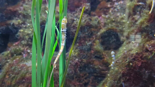 Adaptabilidade Stock Videos – 1 HD & 4K Footage Clips | Adobe Stock