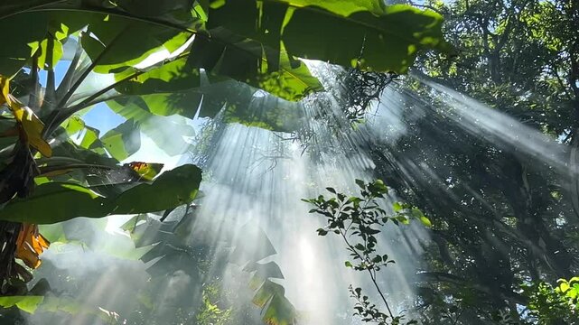 Komorebi Images – Browse 948 Stock Photos, Vectors, and Video | Adobe Stock