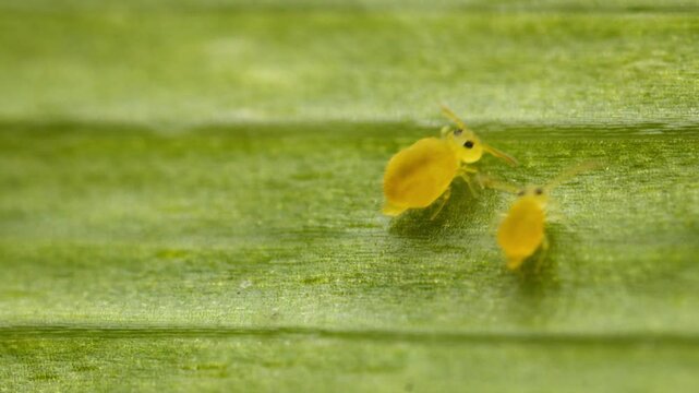รูปภาพSpringtail – เลือกดูภาพถ่ายสต็อก เวกเตอร์ และวิดีโอ1,212 | Adobe ...