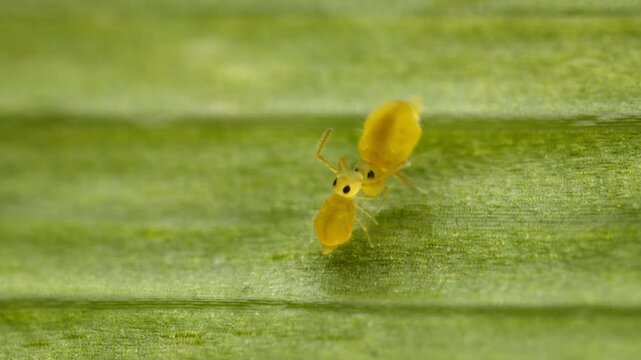 รูปภาพSpringtail – เลือกดูภาพถ่ายสต็อก เวกเตอร์ และวิดีโอ1,212 | Adobe ...
