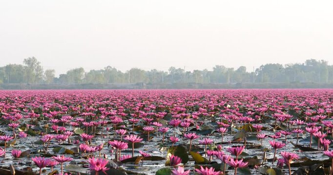 "Red Lotus Sea" Images – Browse 429 Stock Photos, Vectors, and Video ...