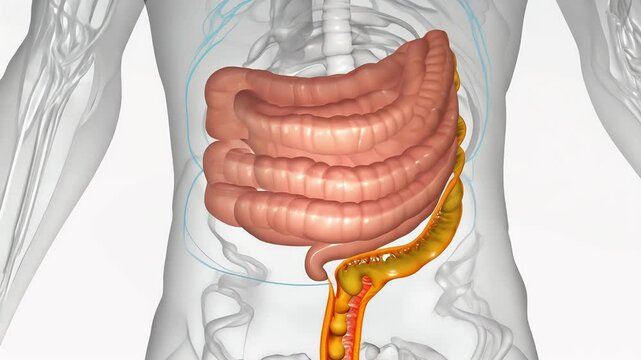 Appendix Diagram Images – Browse 4,971 Stock Photos, Vectors, and Video ...